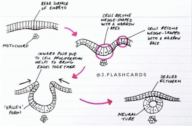 Embryology Flashcards (PDF) - Etsy
