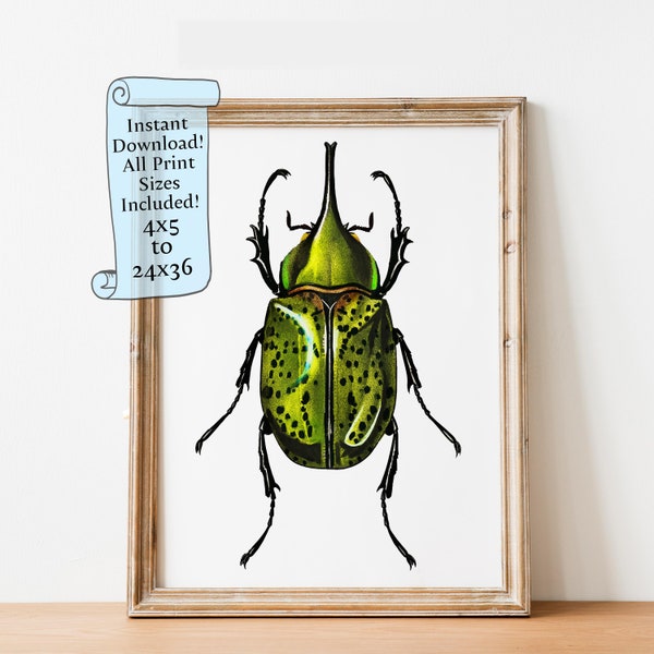 Entomology Print - Etsy