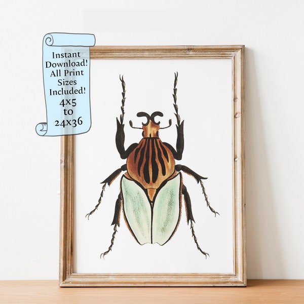 Entomology Print - Etsy