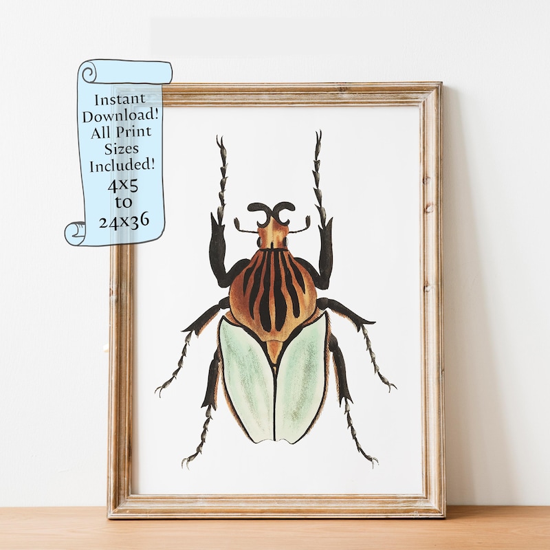 Beetle Print - Etsy