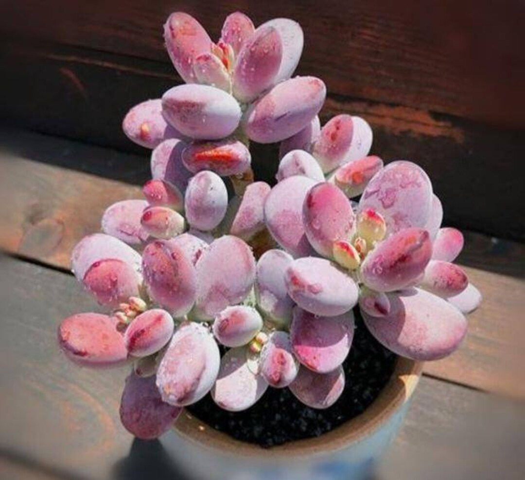 Succulent Cotyledon Orbiculata 'ping Pong' in 4 Plant Pot - Etsy