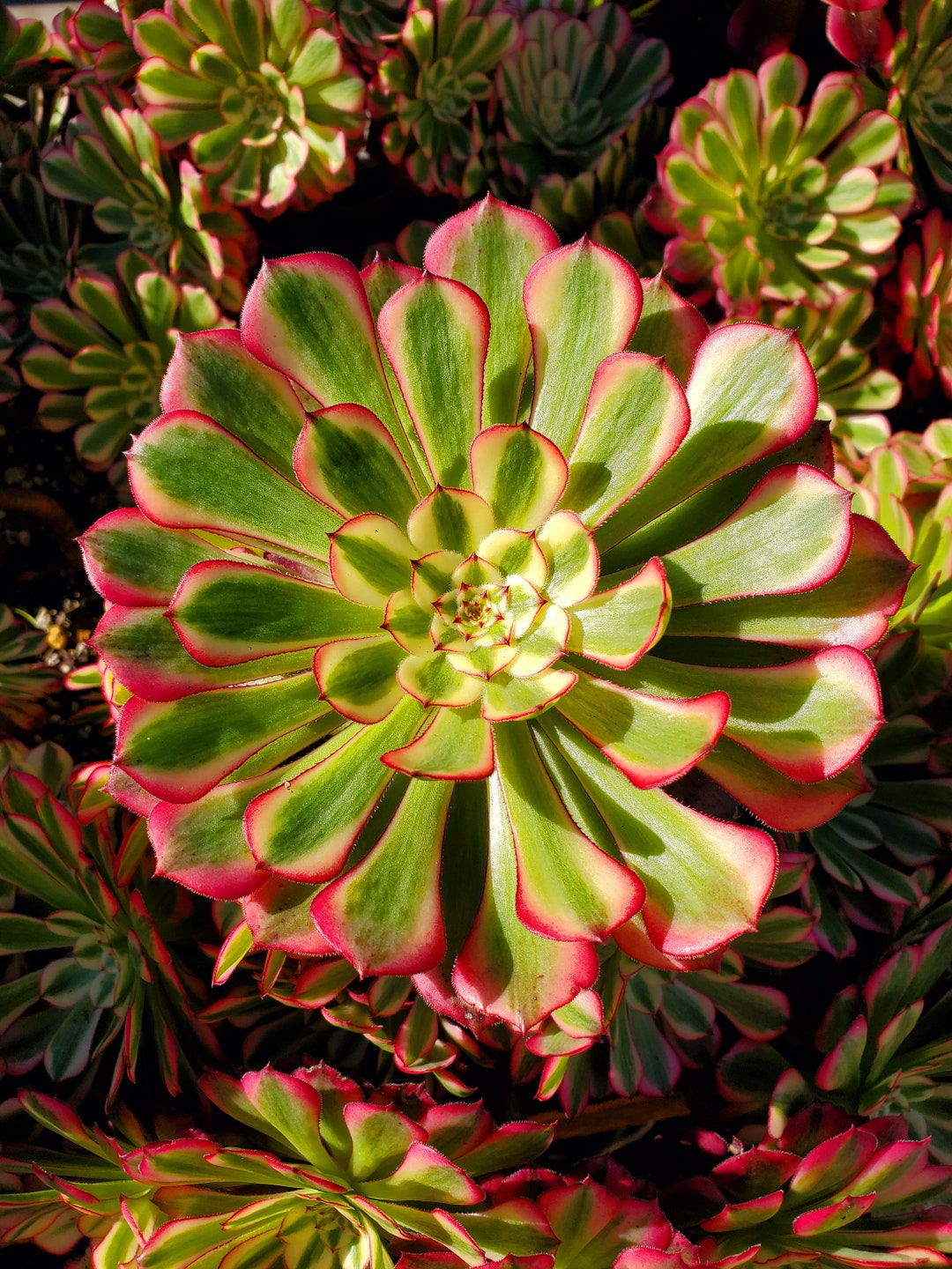 Aeonium Red Garnet Super White Variegated Single Cutting 34 - Etsy