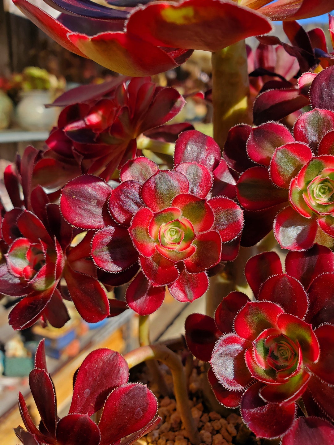 Aeonium Chanel Single Cutting 3 Rare Succulent - Etsy