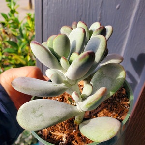 Succulent Cotyledon Orbiculata 'ping Pong' in 4 Plant Pot - Etsy