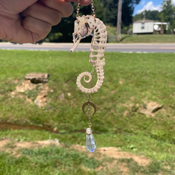 Seahorse Skeleton - Etsy