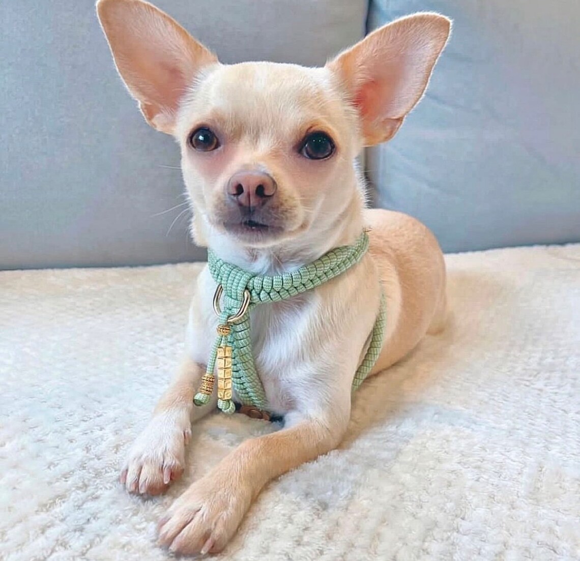 Handmade Fishtail Paracord Dog Harness - Etsy