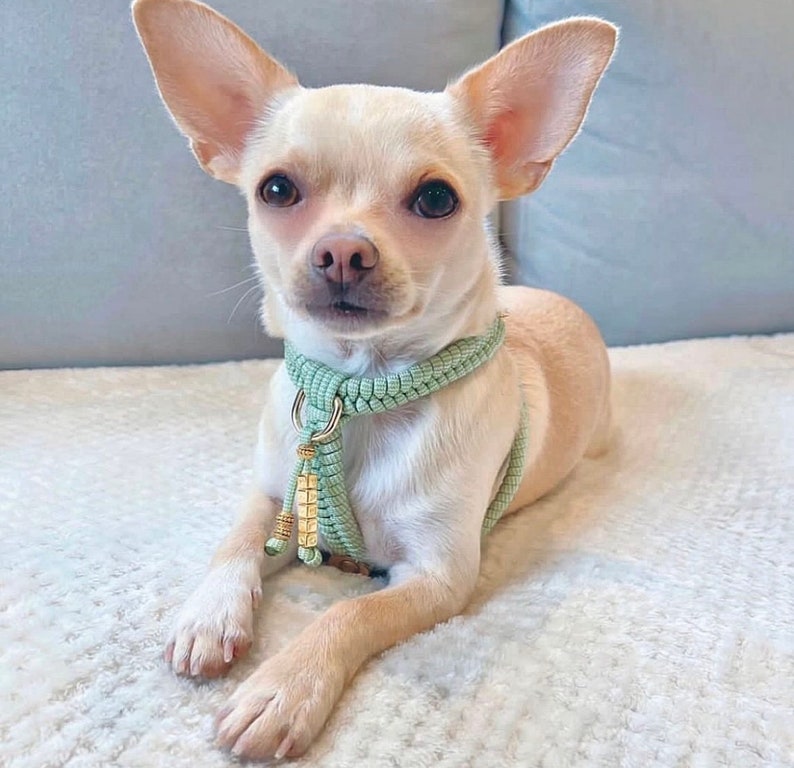 Handmade Fishtail Paracord Dog Harness - Etsy