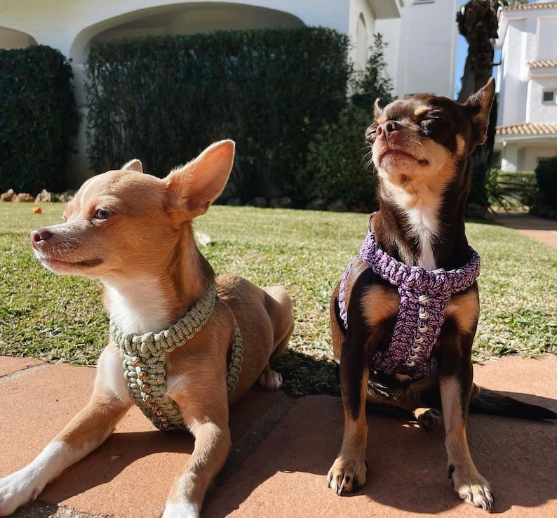 Handmade Cobra Paracord Dog Harness - Etsy