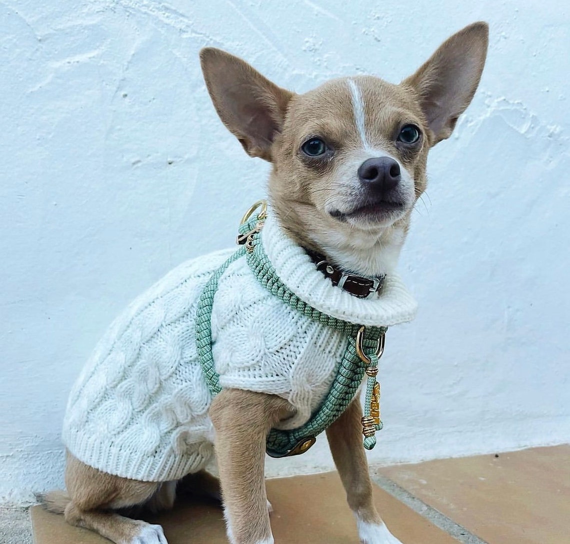 Handmade Fishtail Paracord Dog Harness - Etsy