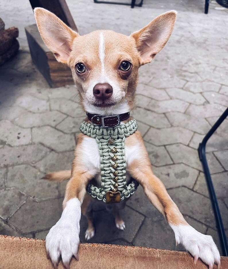 Handmade Cobra Paracord Dog Harness - Etsy