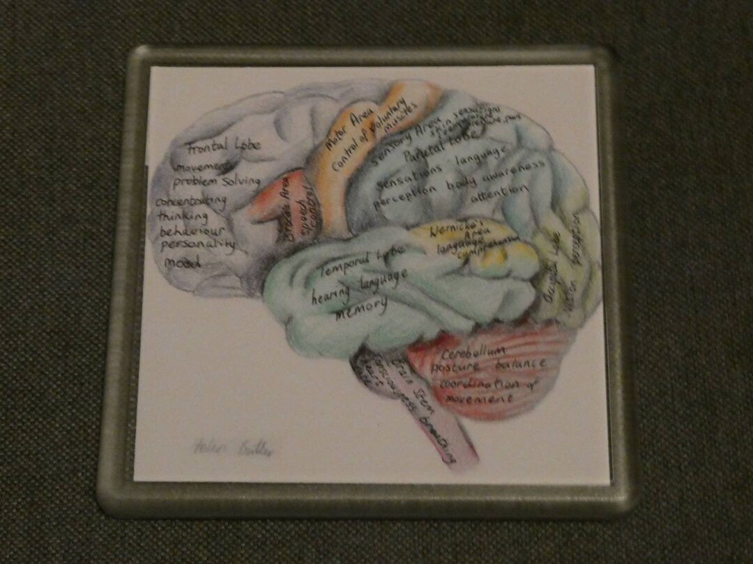 Brain Coasters Single or Pack of 4 - Etsy