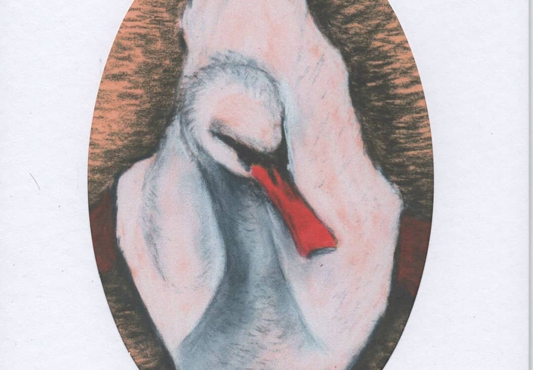 Swan Greetings Card, Art Print, Multiple Sizes - Etsy
