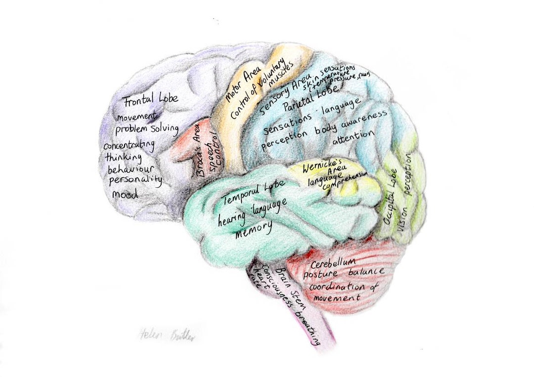 A4 Anatomical Brain Drawing Print - Etsy