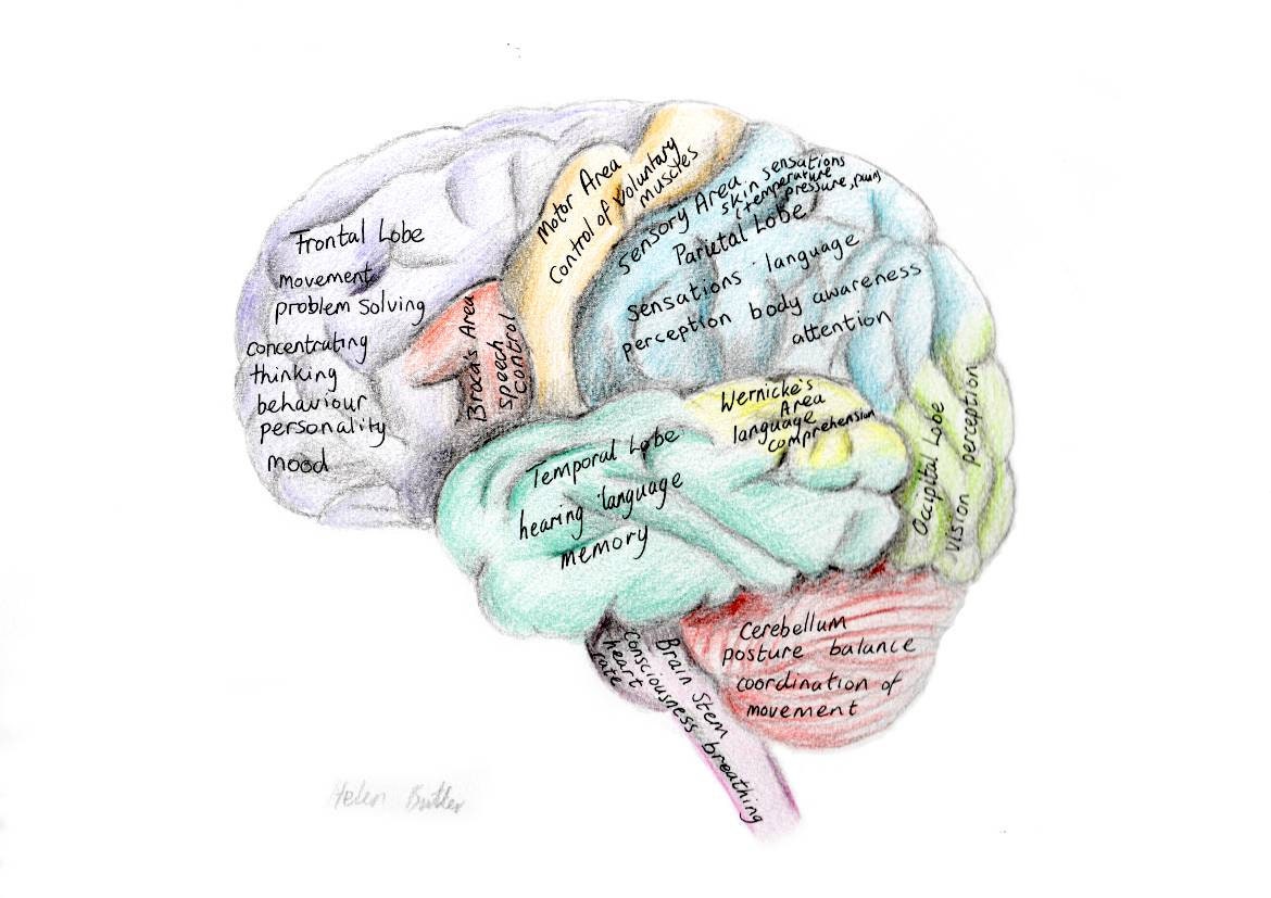 Anatomical Brain Drawing