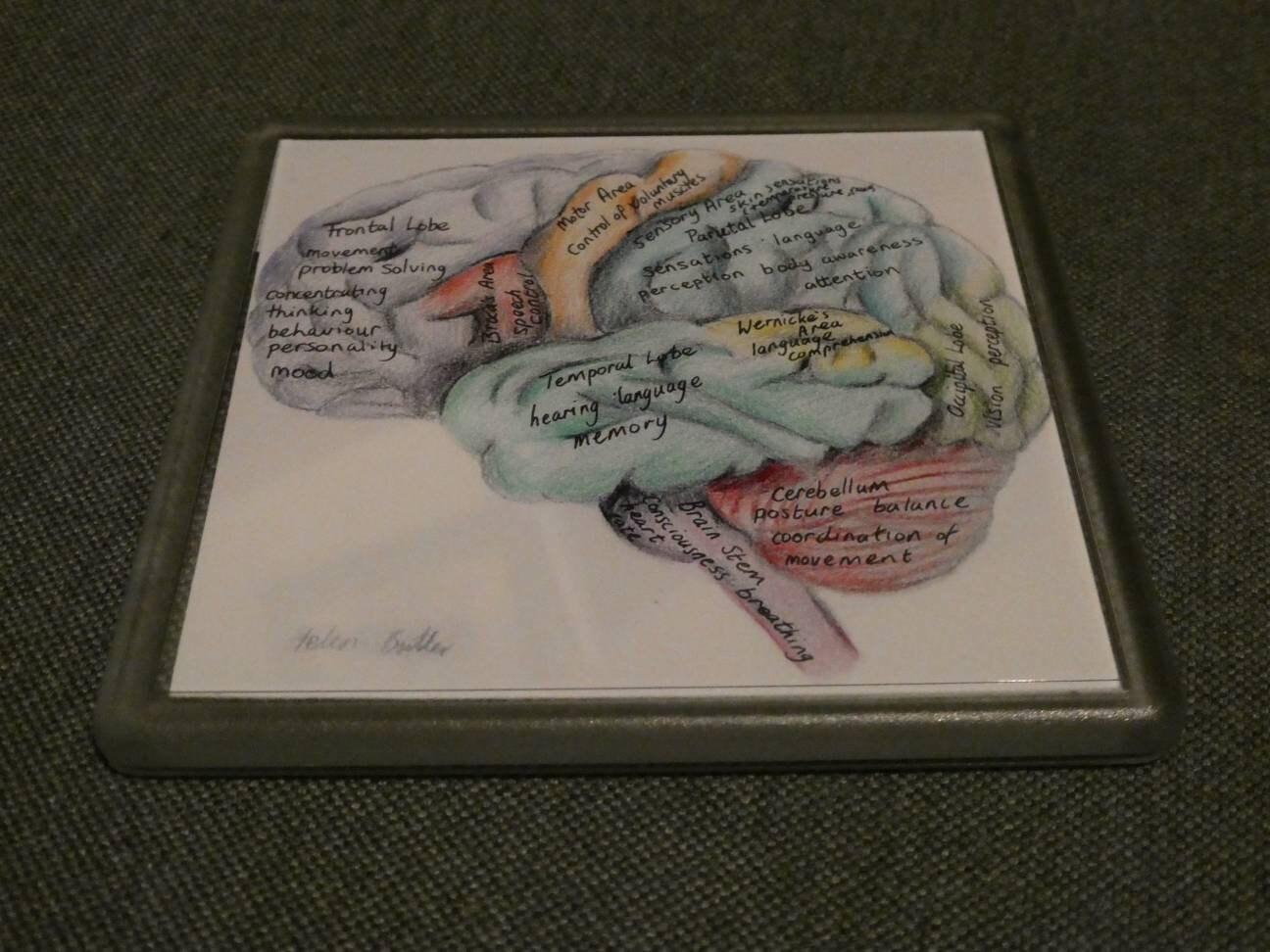 Brain Coasters Single or Pack of 4 - Etsy