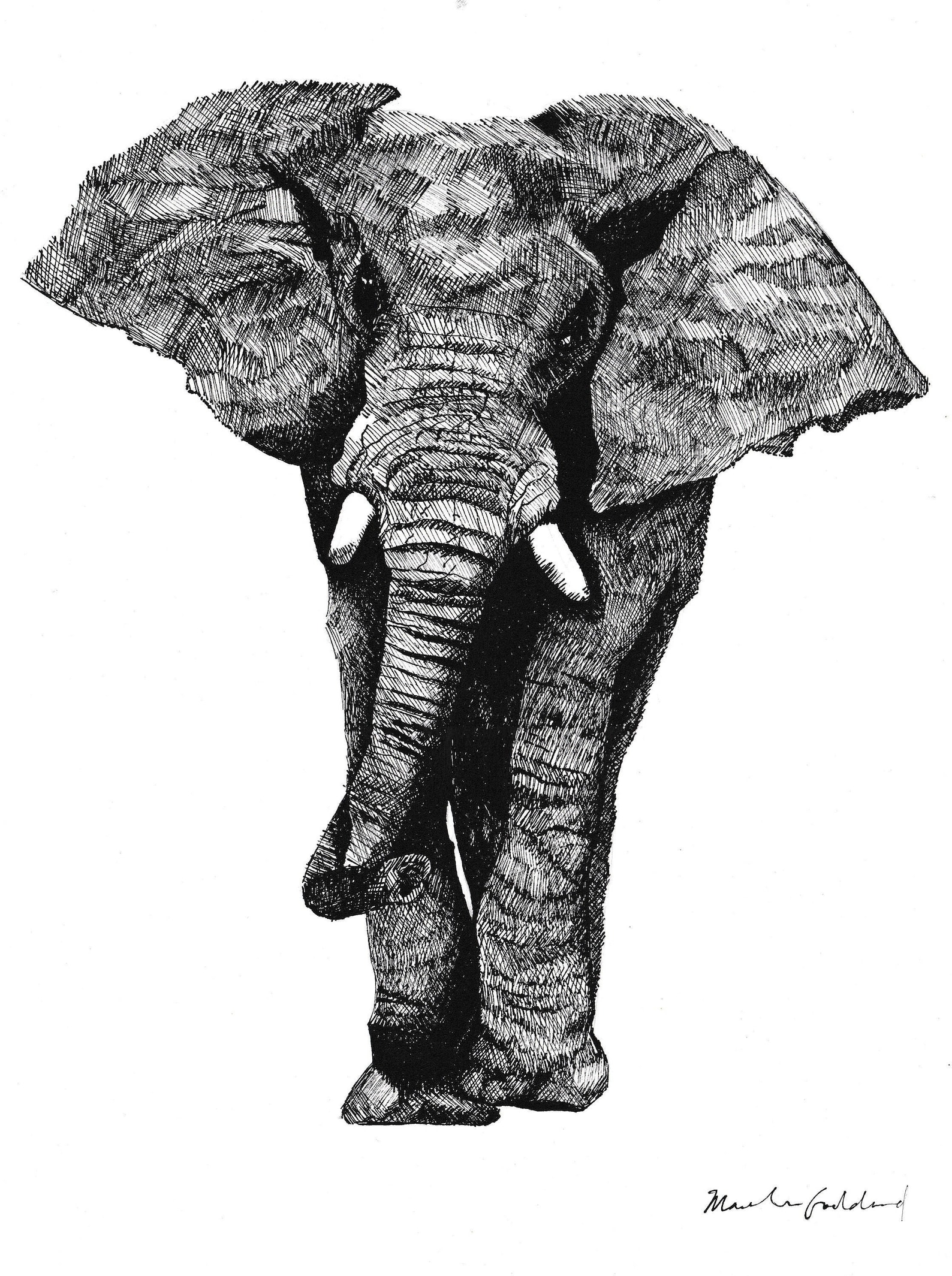 Elephant Art Print, Elephant Sketch, Elephant Drawing, Graphic Elephant ...