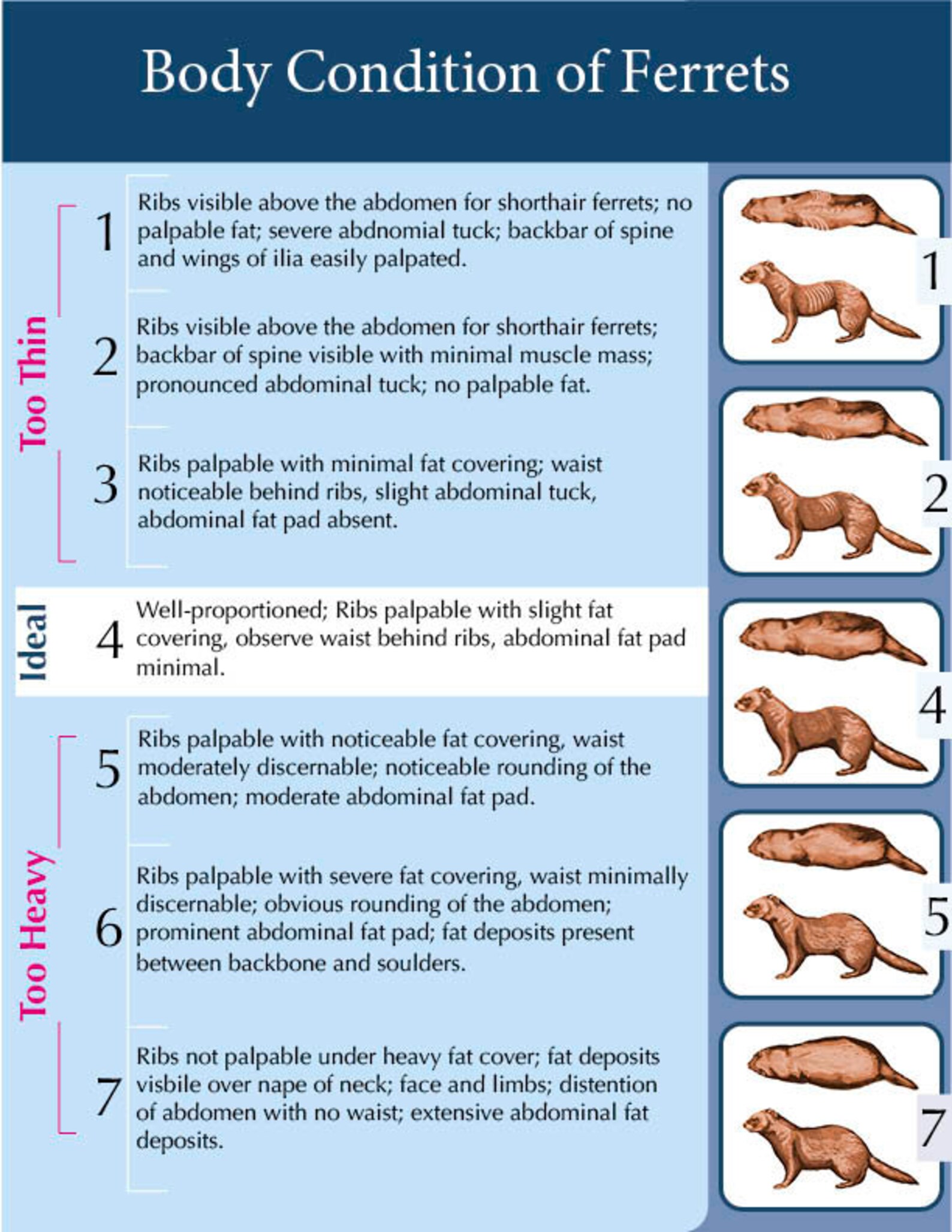 Ferret Body Chart Physical Laminated Copy - Etsy UK