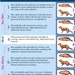 Ferret Body Chart Physical Laminated Copy - Etsy