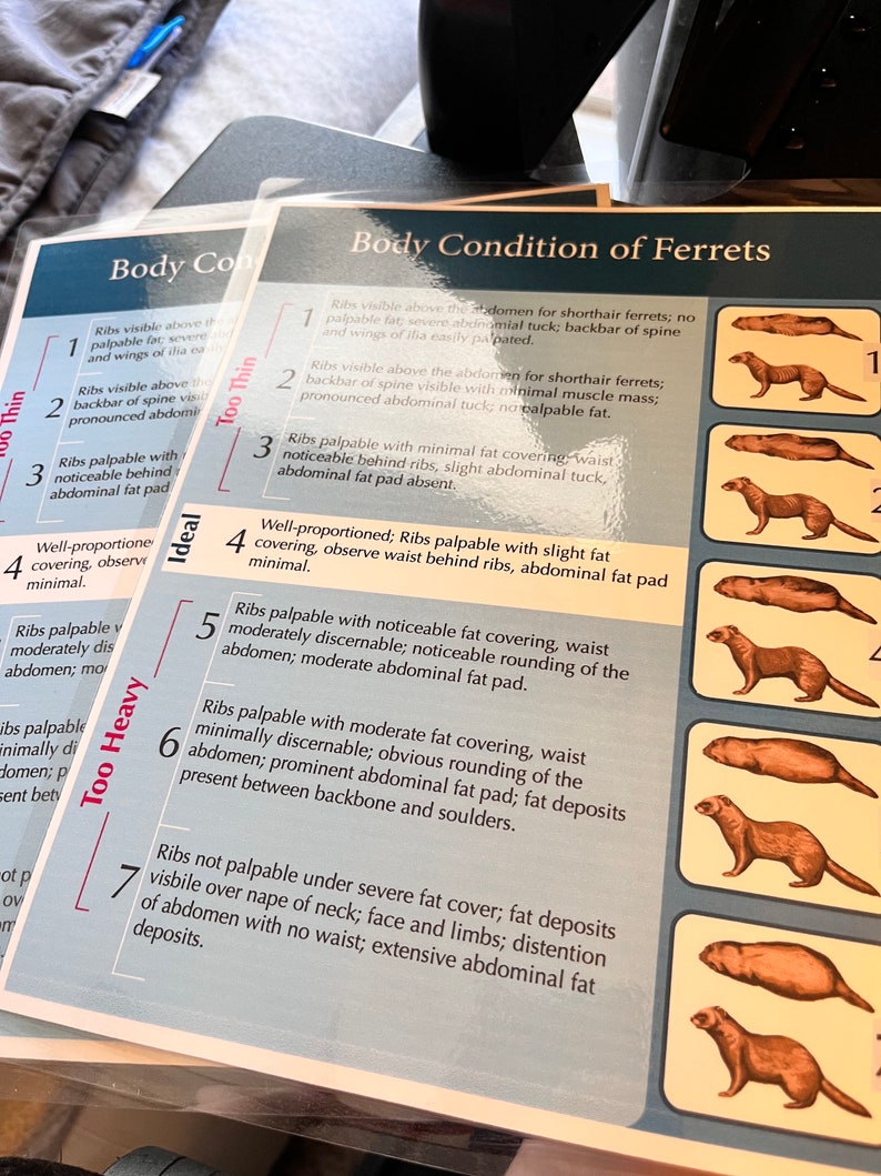 Ferret Body Chart Physical Laminated Copy - Etsy