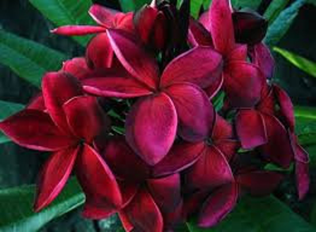 Super Rare Blood Red Plumeria Frangipani Cuttings 8-12 in Length 1 in ...