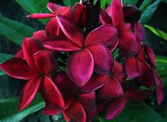Super Rare Blood Red Plumeria Frangipani Cuttings 8-12 - Etsy