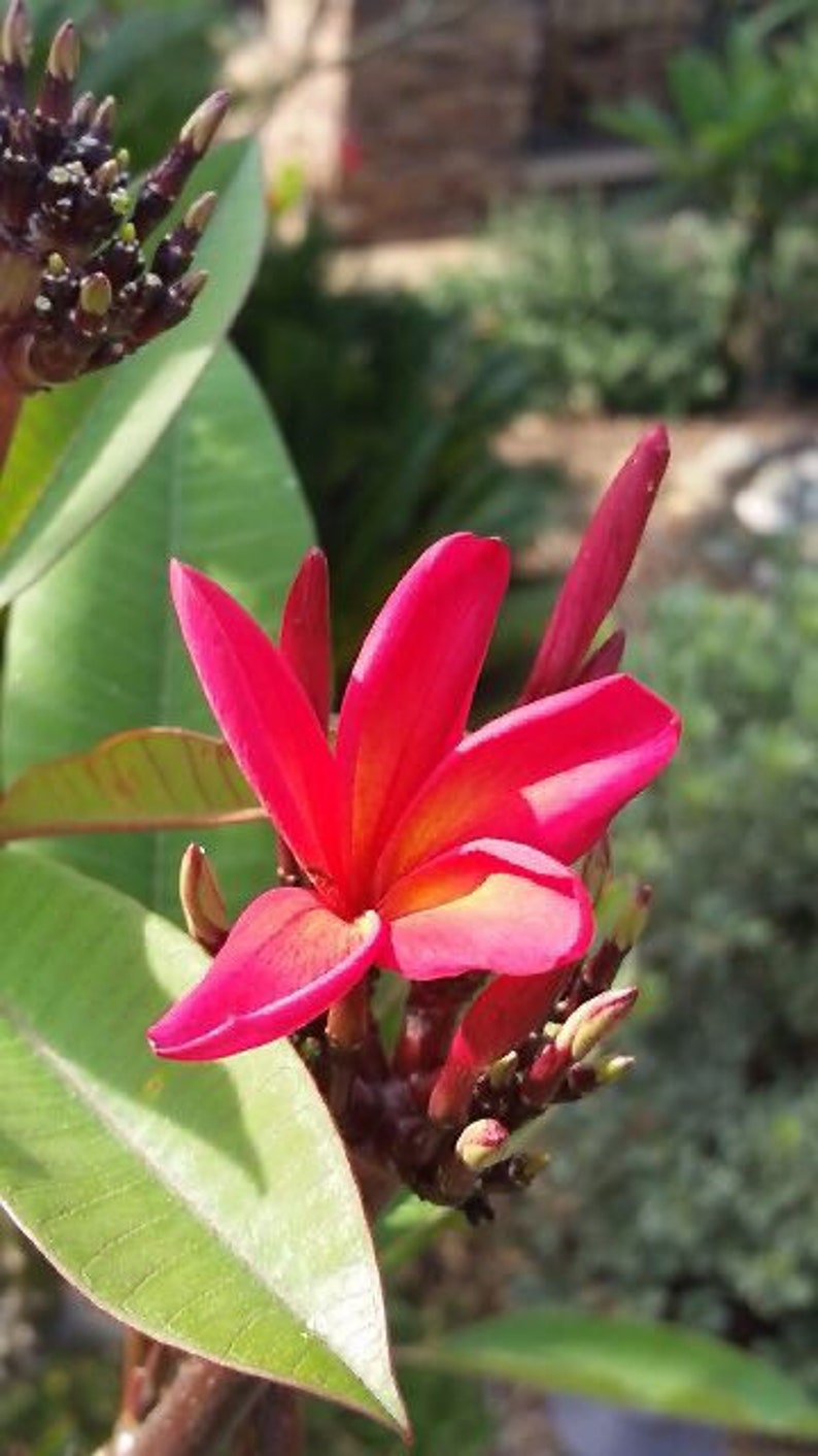 Ultra Rare Vibrant Elizabeth Thornton With Yellow Center Plumeria ...