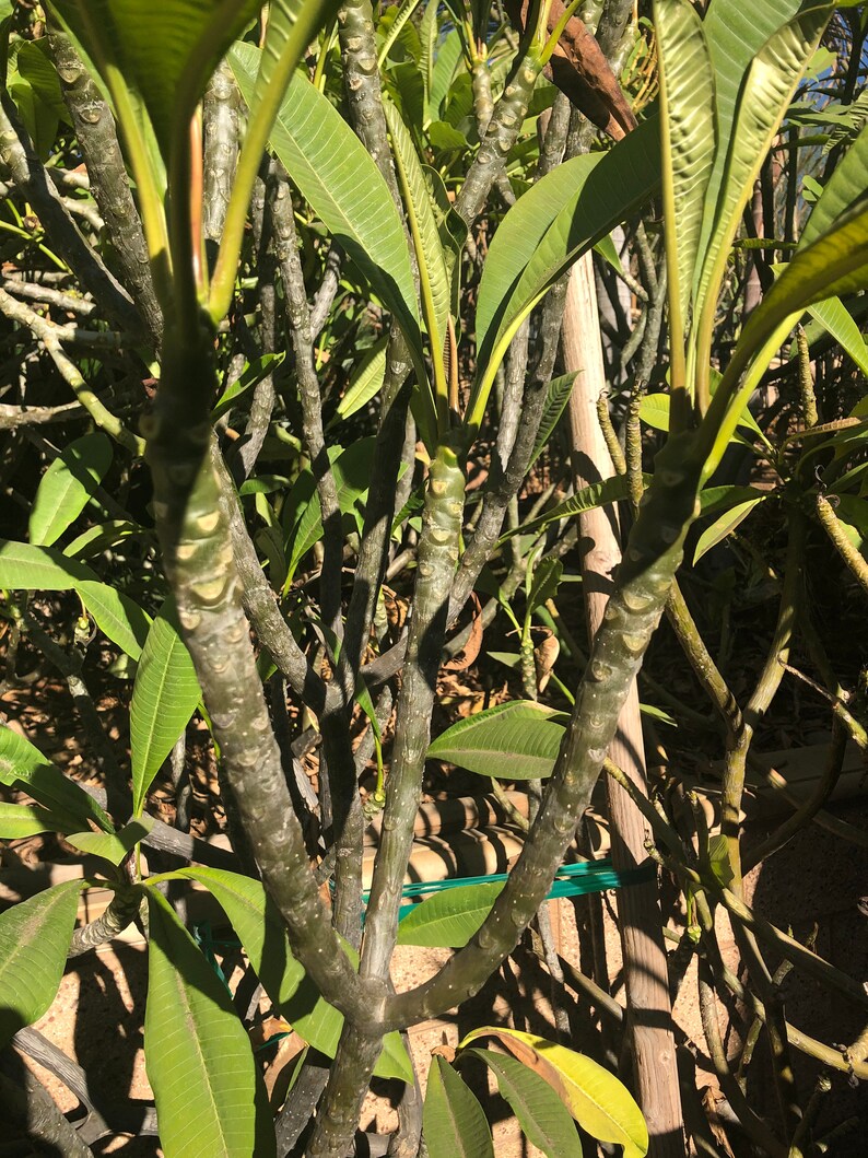 Super Rare Blood Red Plumeria Frangipani Cuttings 8-12" in Length 1" in ...