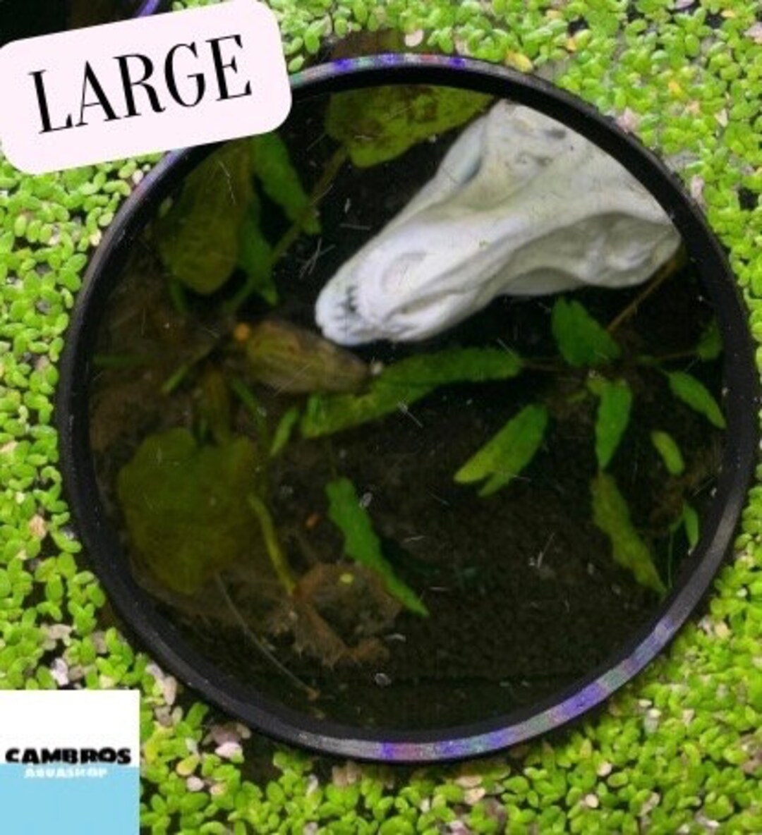 Floating Fish Feeder Circle, Food Separator, Portal, Corrall, Plant ...