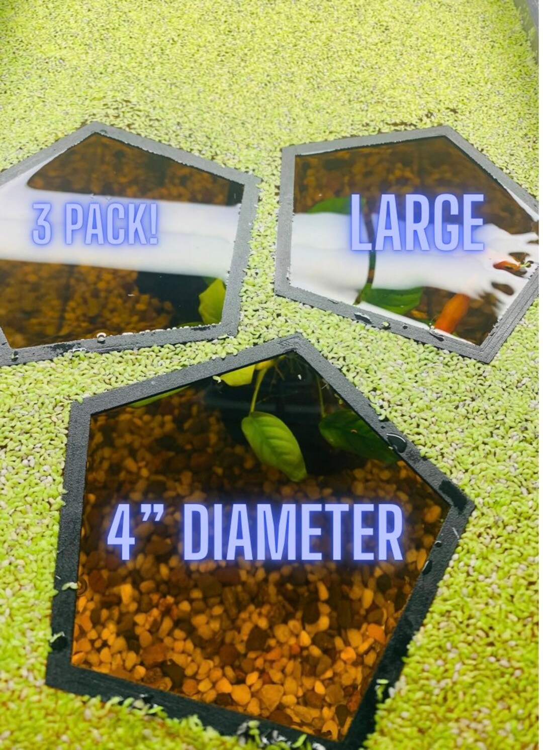 3 Pack **LARGE** Pentagon Floating Fish Feeder, Food Separator, Custom ...