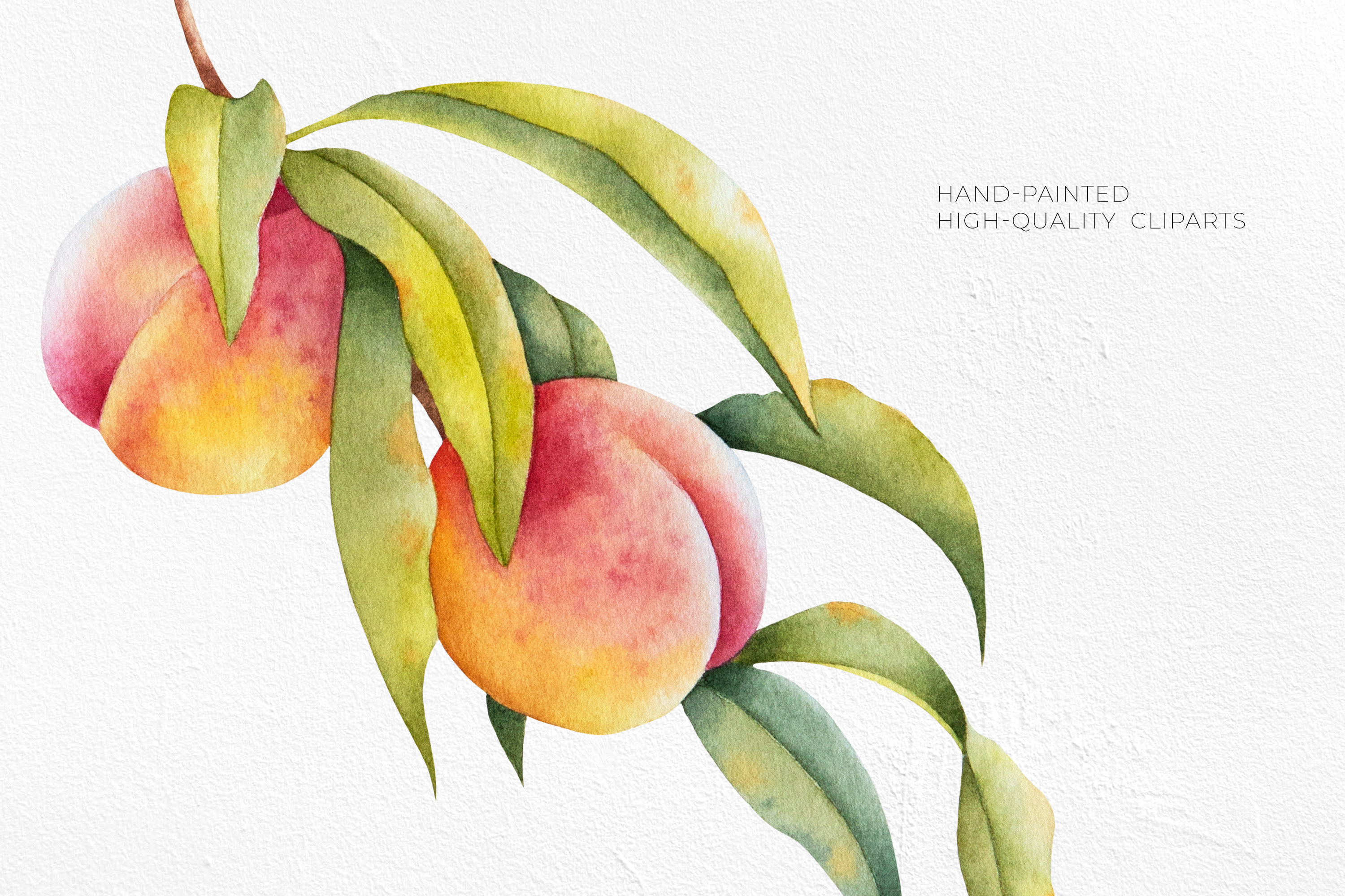 Art & Collectibles Clip Art Peach Clipart Watercolor Peaches Branch ...