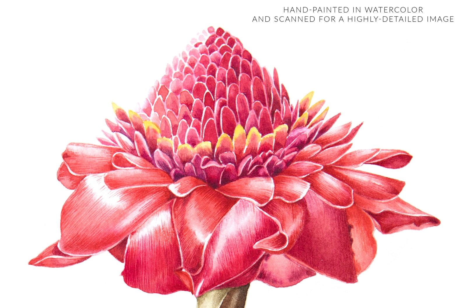 Ginger Flower Print. Exotic Flowers Wall Art. Botanical | Etsy