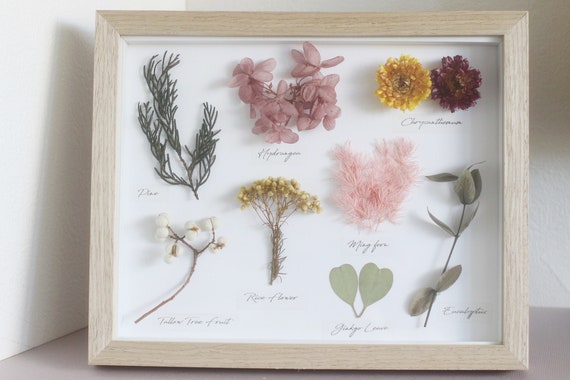 Herbarium Real Natural Driedflower Specimen Frame for Home - Etsy