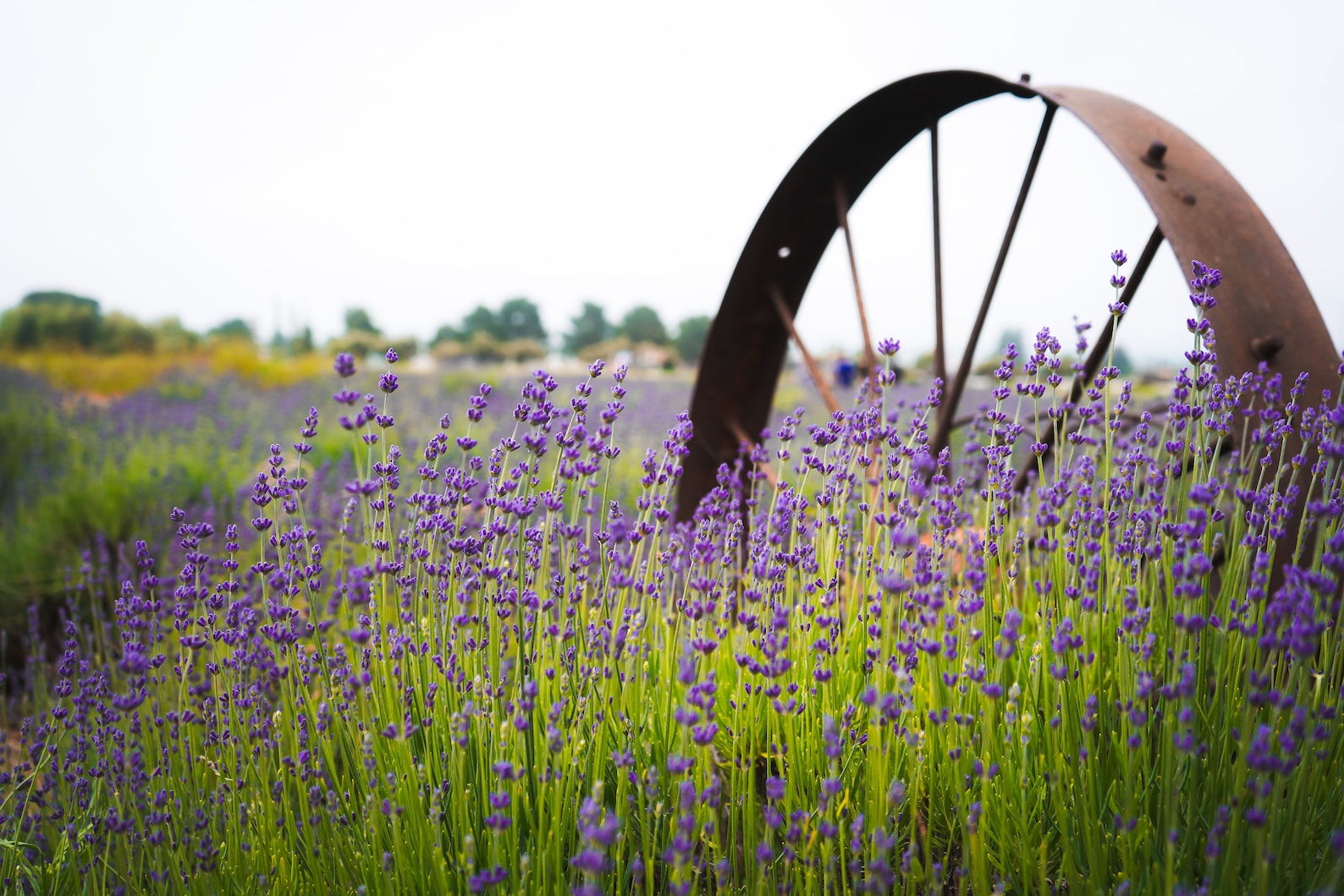 Lavender Field, Purple & Green Spring Color, Landscape Photography ...