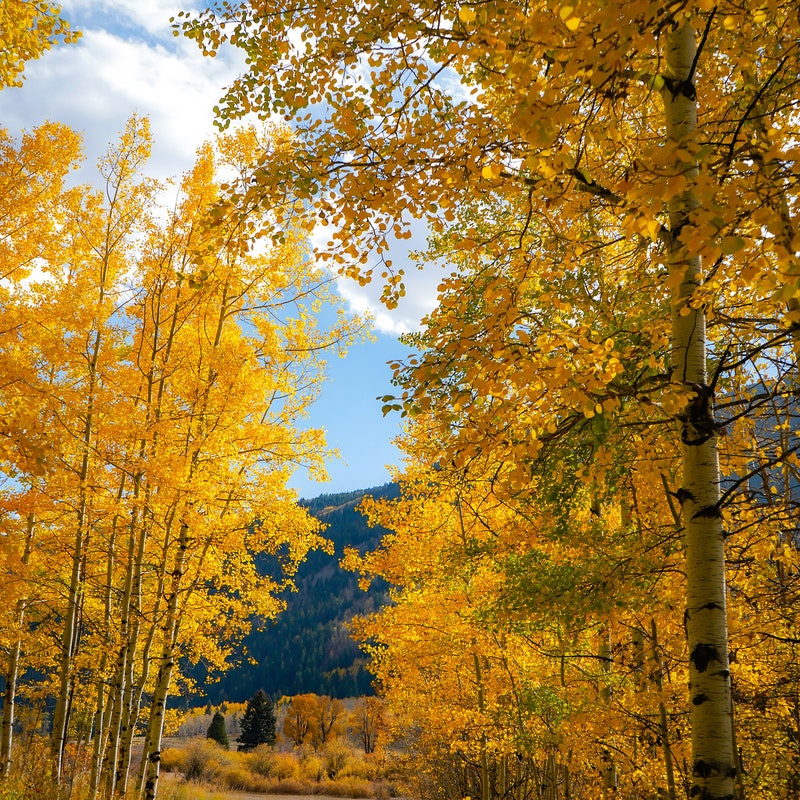 Aspen Photography - Etsy