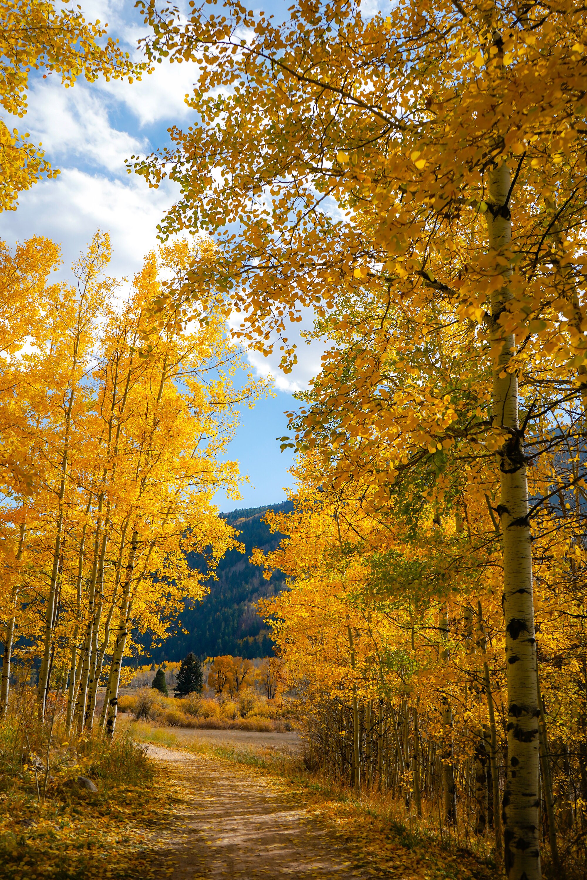 Fall Season in Aspen, Yellow Aspen Trees, Autumn Landscape Colors ...