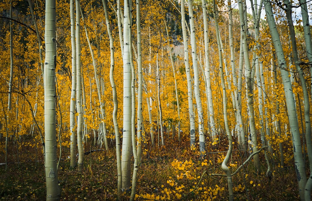 Aspen Trees, Aspen Colorado, Fall Colors, Autumn Season, Fall Landscape ...
