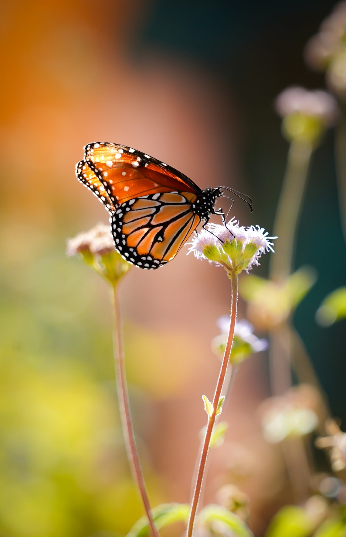Monarch Butterfly Photography Spring Time Wildlife Nature - Etsy