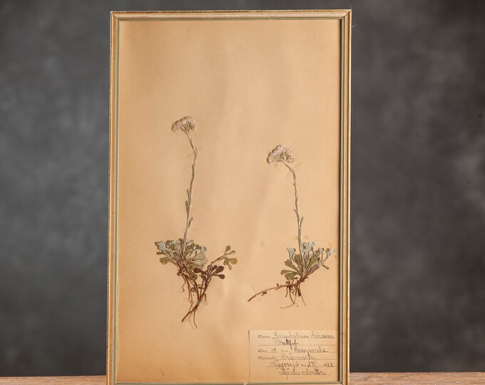 Botanical Herbarium Specimen Display Chart - Etsy
