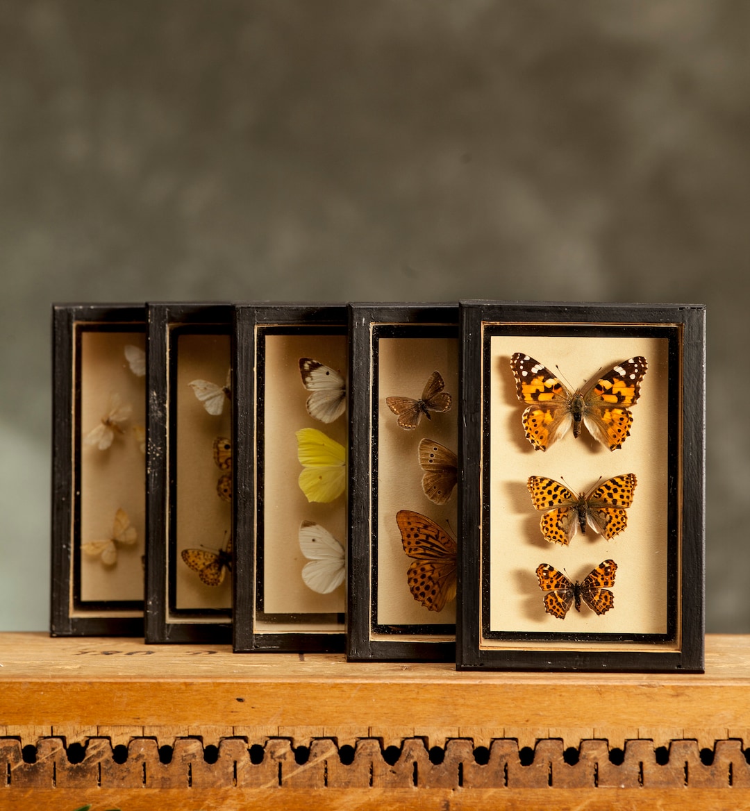 1 of 5 Vintage Entomology Display Case Insect Shadow Boxes - Etsy