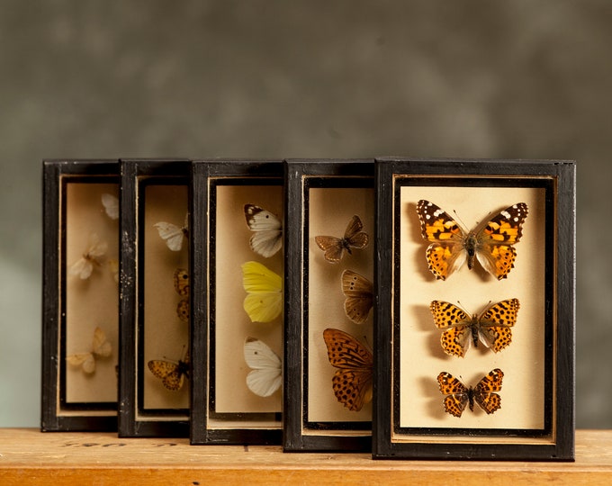 1 of 5 Vintage Entomology Display Case, Insect Shadow Boxes 1970s/1980s ...