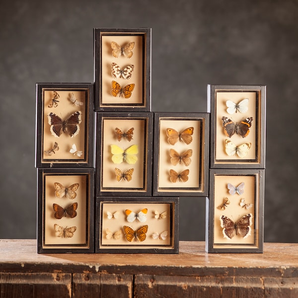 Butterfly Display - Etsy