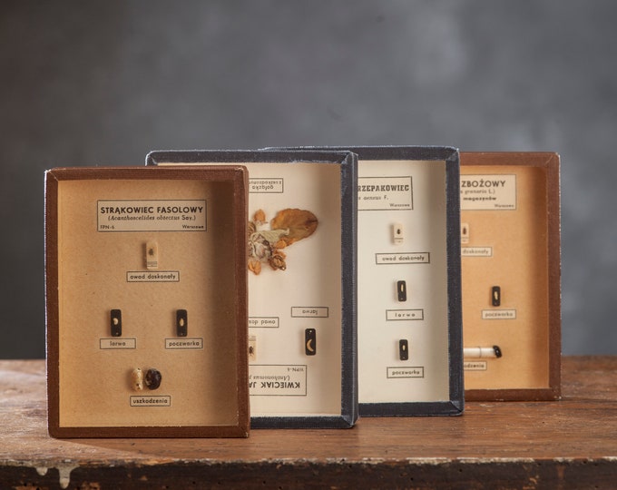 Plant Specimen Photo Frame - Etsy