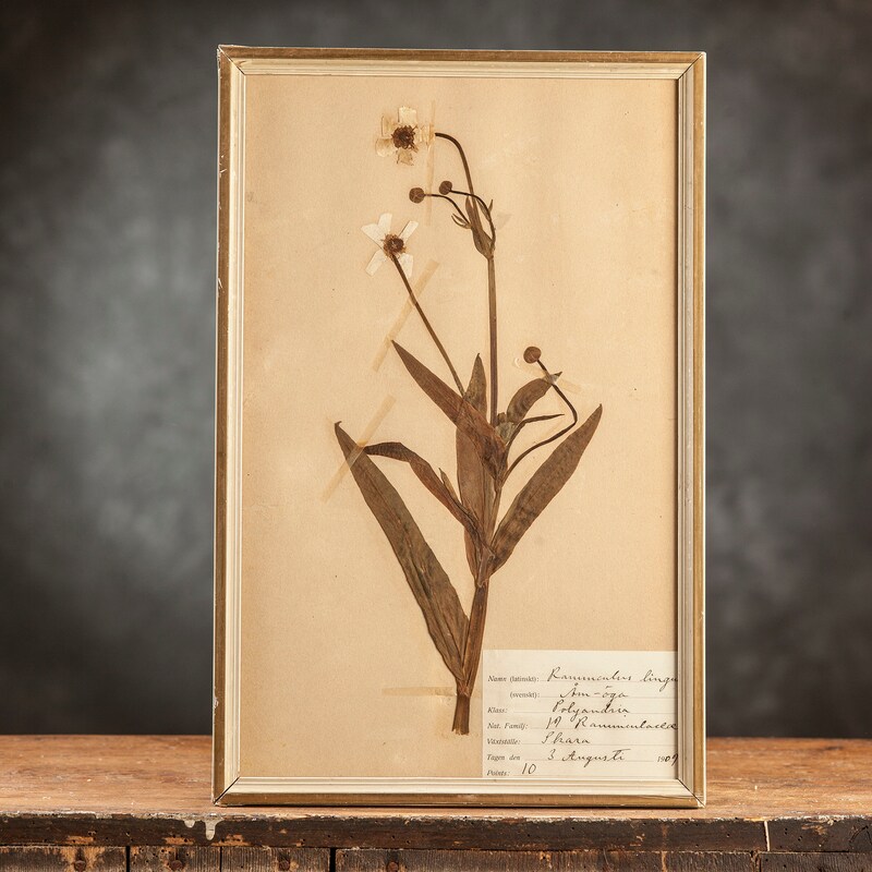 Herbarium Frame - Etsy