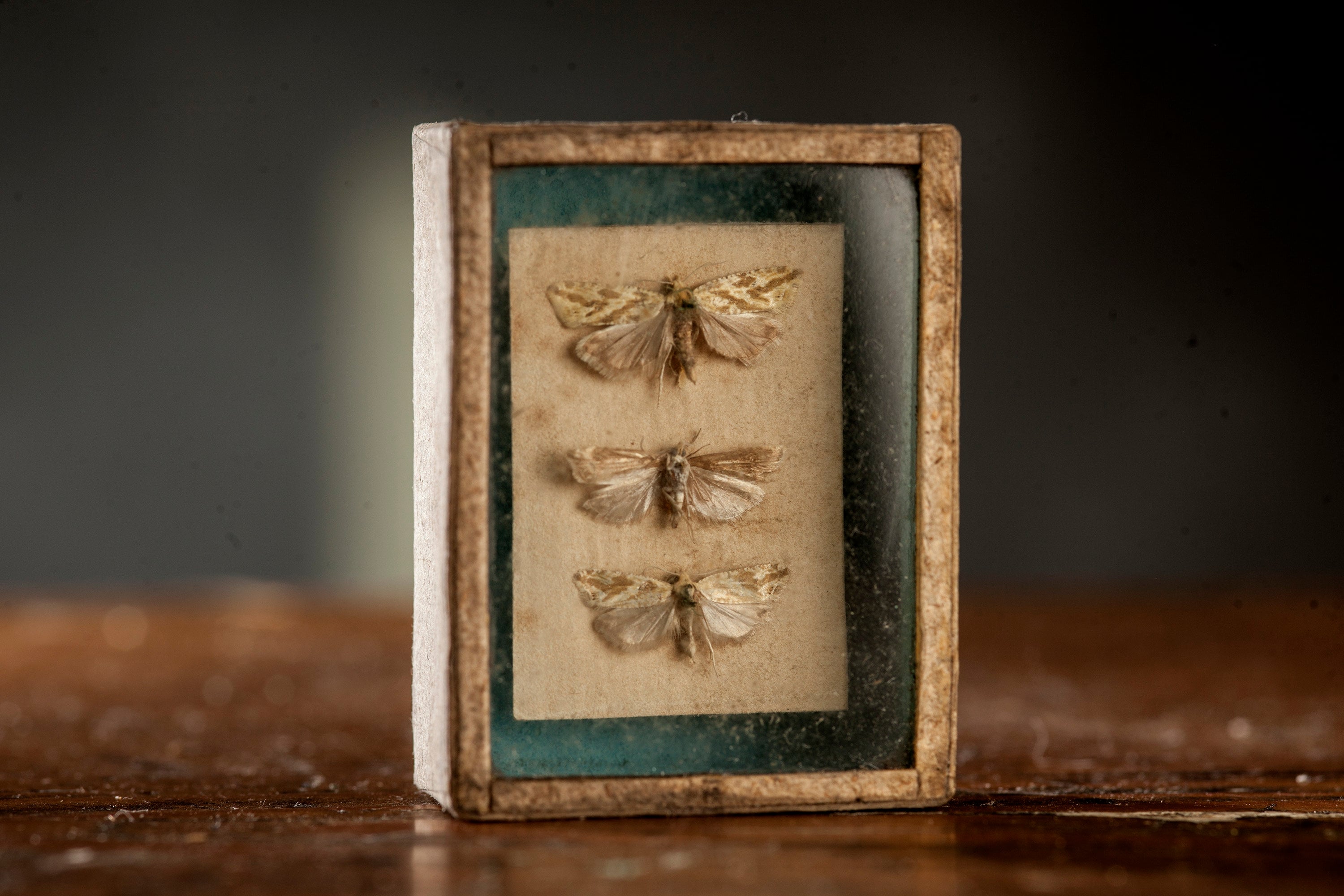 Antique Entomology Display Case Set of 19 Vintage Insect - Etsy