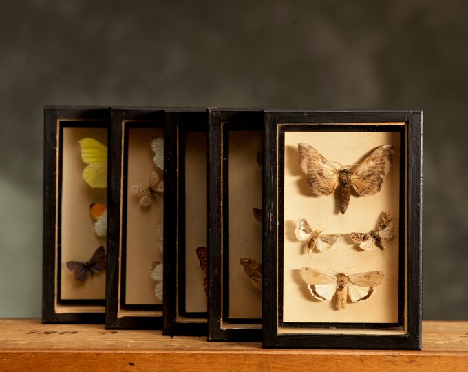 1 of 5 Vintage Entomology Display Case, Insect Shadow Boxes 1970s/1980s ...