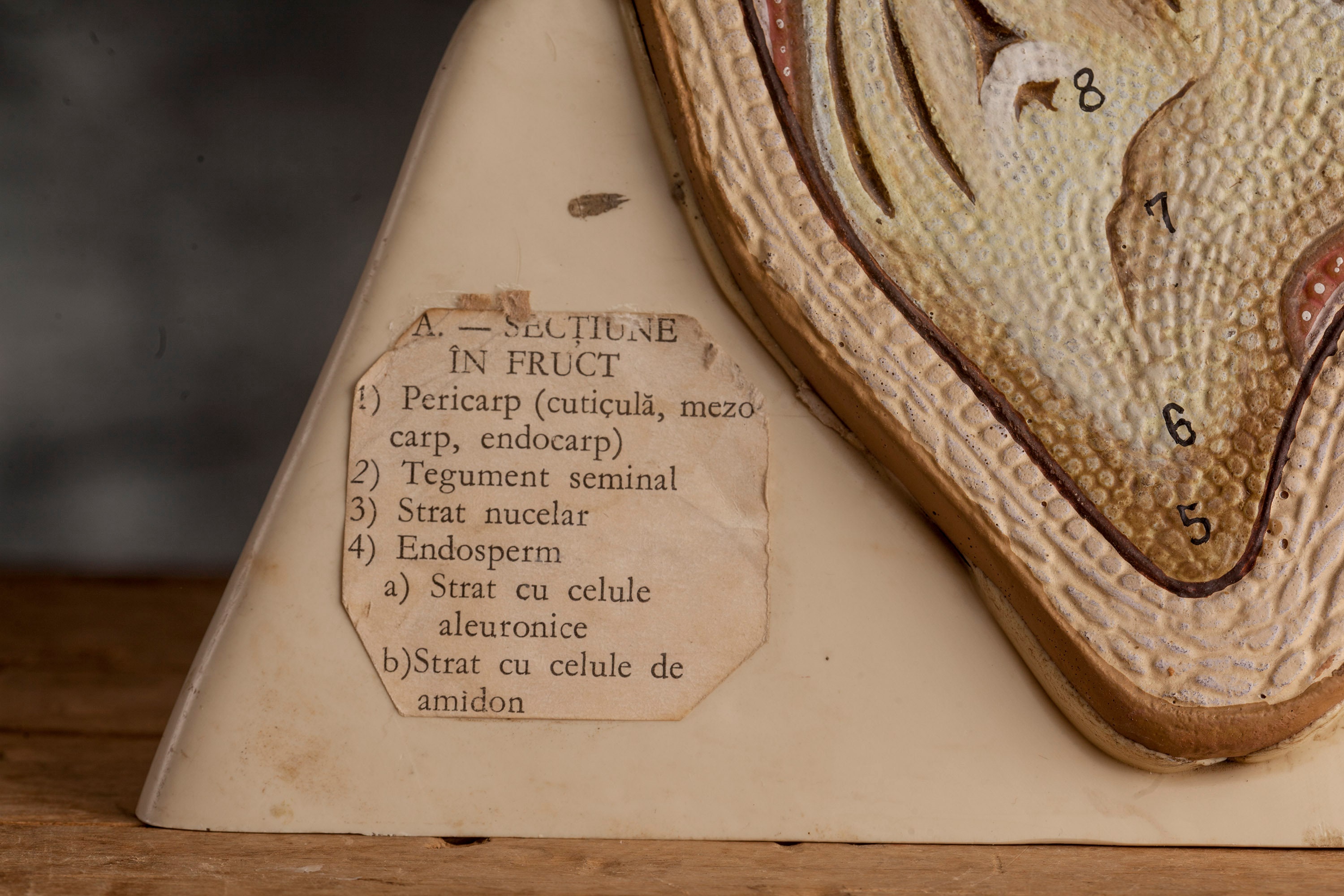 Vintage School Model of Fruit Section Handpainted Retro | Etsy