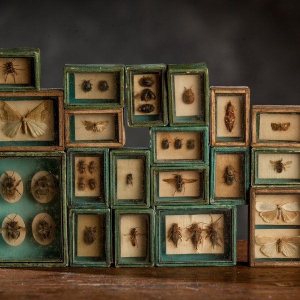 Insect Display - Etsy