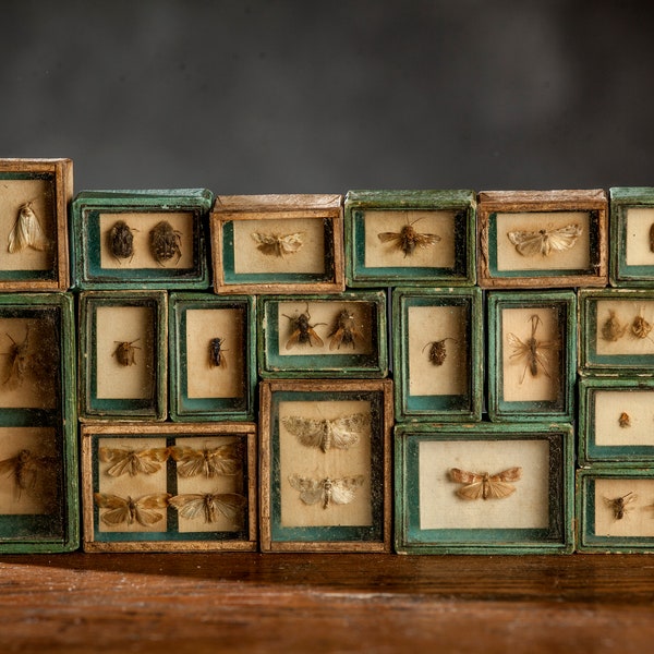Victorian Entomology - Etsy