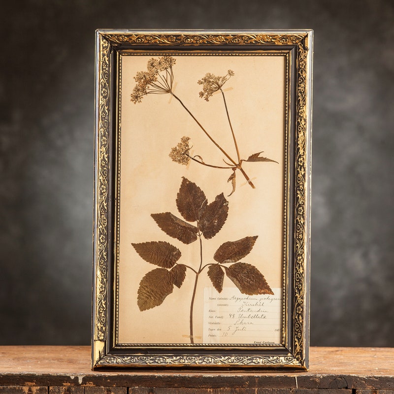 Herbarium Frame - Etsy