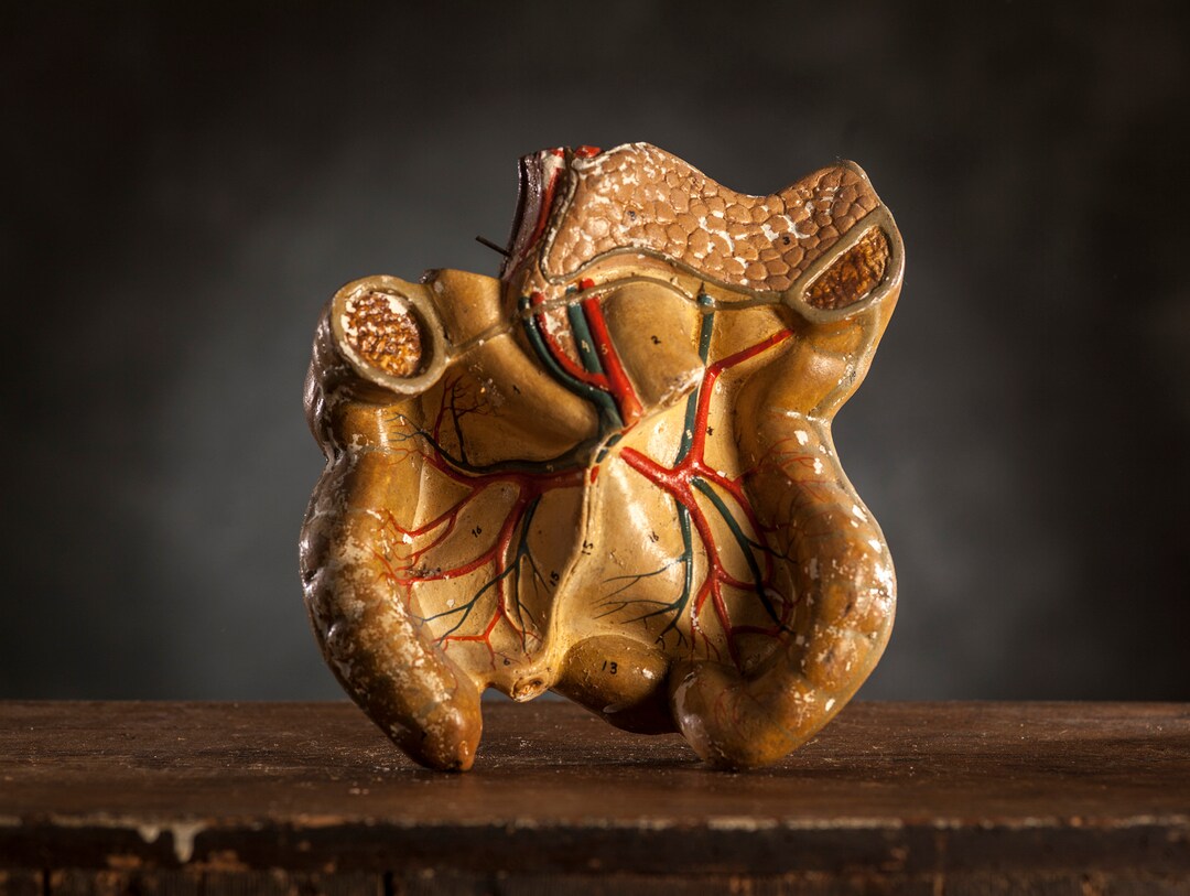Vintage Plaster Human Anatomical Organ Handpainted, Retro Educational ...